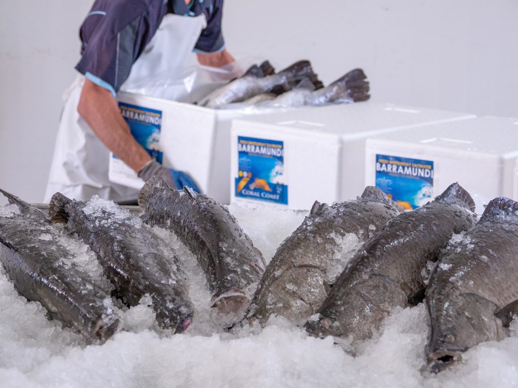 Our Barramundi | Coral Coast Barramundi